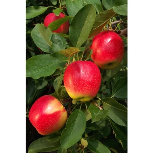 facsemete www.kertesontozes.hu