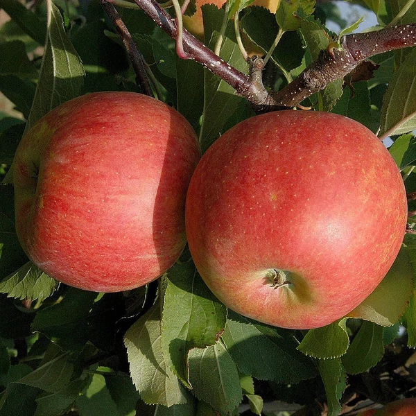Malus domestica 'Jonagold'- Jonagold alma