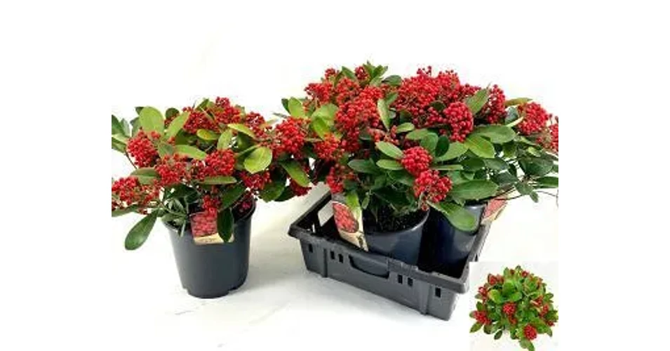 Skimmia japonica 'Temptation' - Japán dérbabér