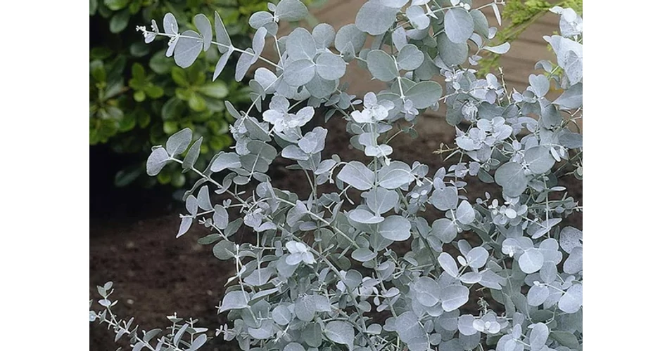 Eucalyptus gunnii - Havasi eukaliptusz 1/4 standard CLT 18 - Levelükkel ...