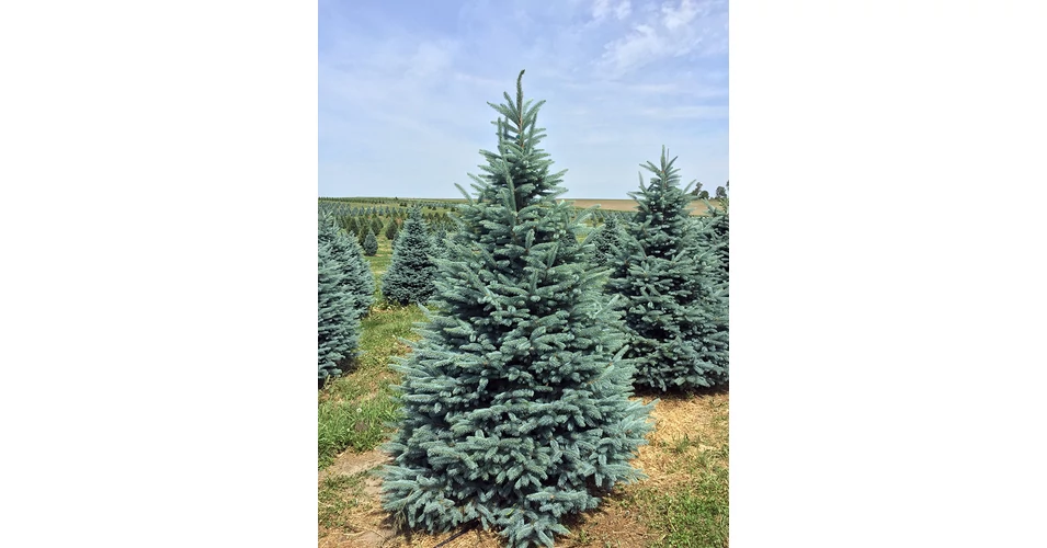 Picea pungens Fat Albert - Ezüstfenyő C80 175/200