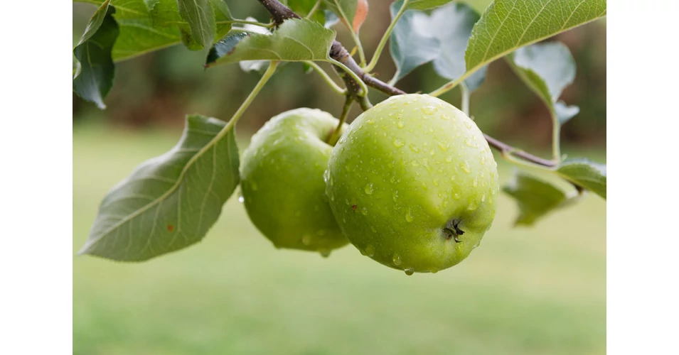 Florina alma facsemete www.kertesontozes.hu