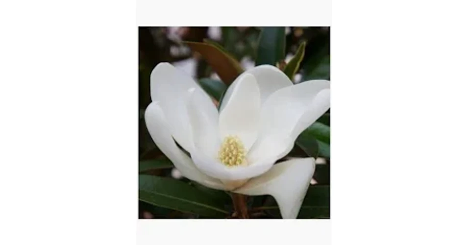 Magnolia grandiflora 'Little Gem' - Fehér virágú örökzöld magnólia