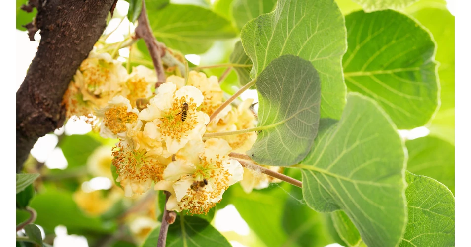 Actinidia arguta 'Prince Jumbo' - Porzós kivi