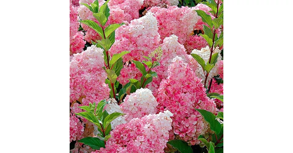 Hydrangea paniculata 'Vanilla Fraise' - Bugás hortenzia