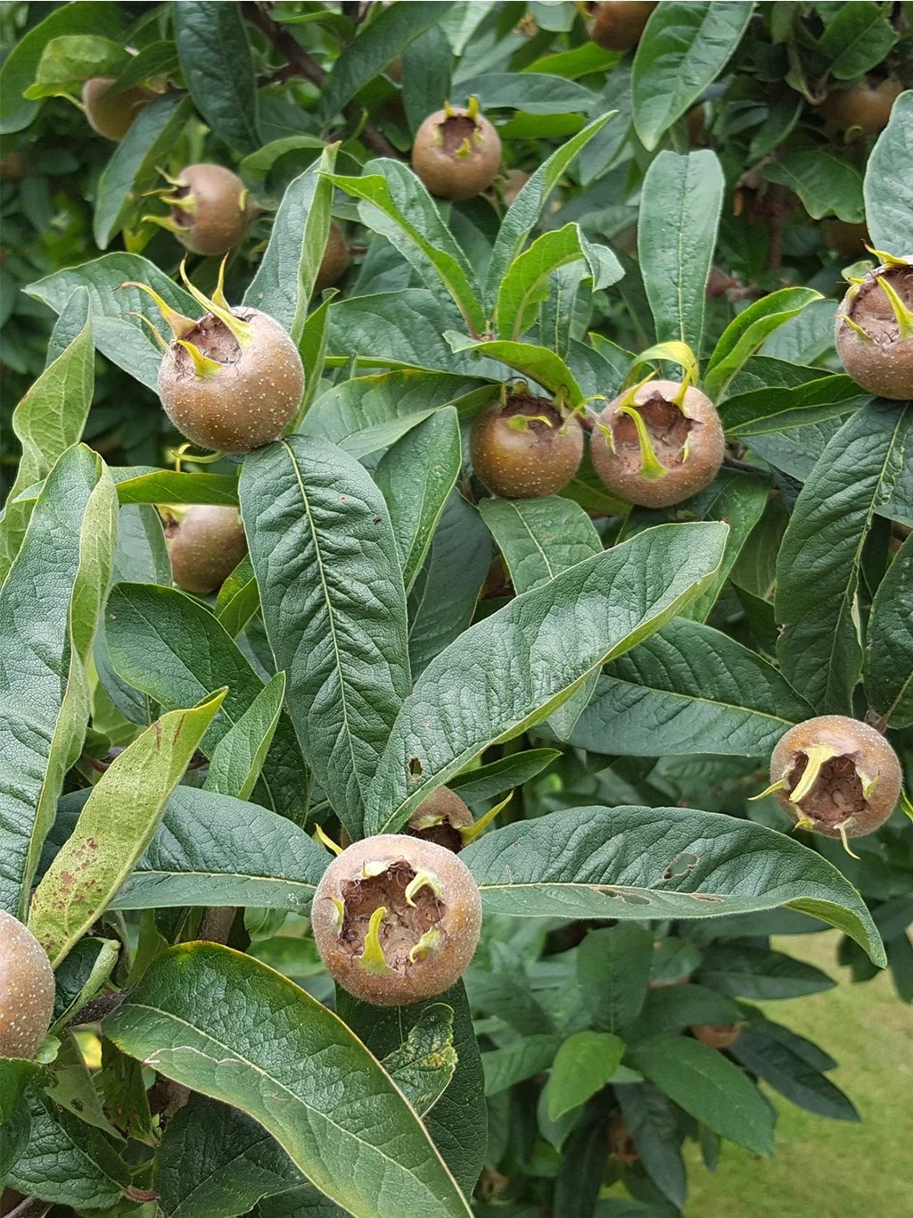 Mespilus germanica 'Nottingham' - Nottingham naspolya