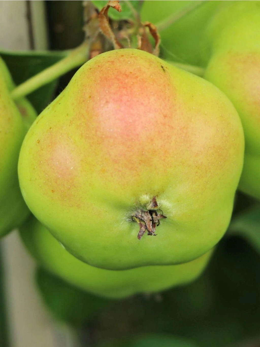 Malus domestica 'Apistar®' - Csillag alakú alma